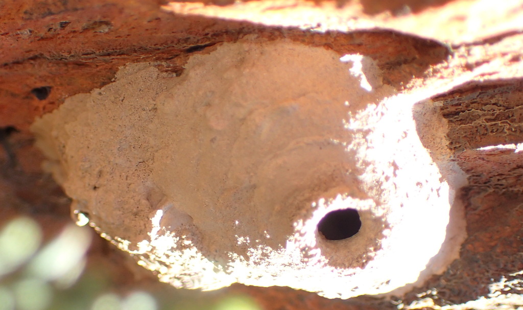 Ants, Bees, and Stinging Wasps from South Cape DC, South Africa on July ...