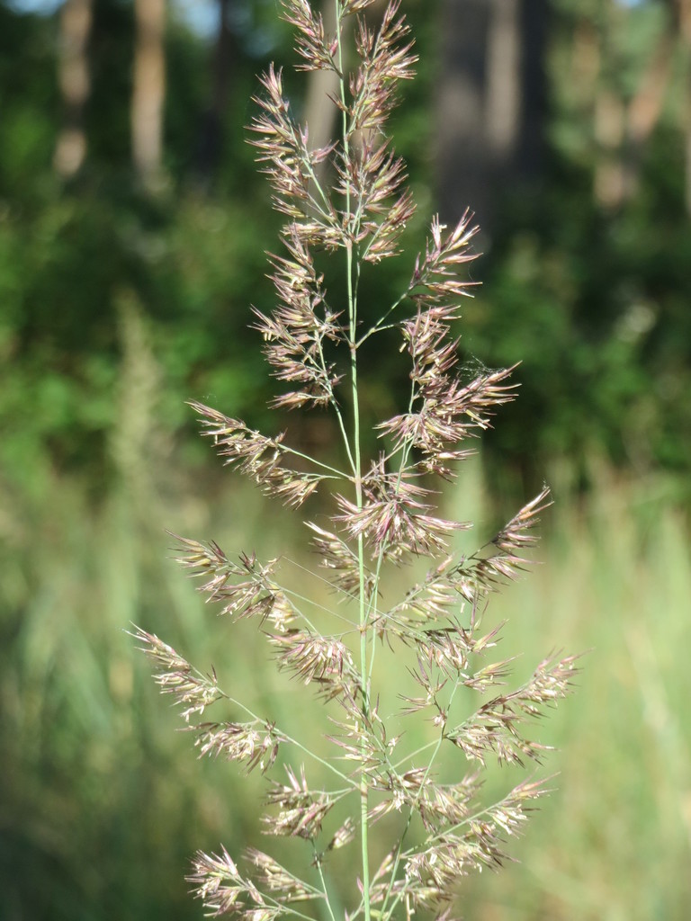 Bushgrass (Calamagrostis epigejos) - Botanical Realm