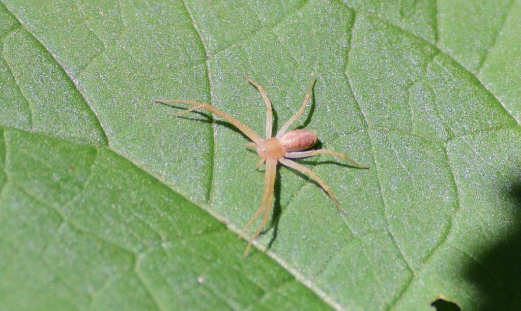 White-striped Running Crab Spider from 320 Browns Trace Rd, Jericho, VT ...