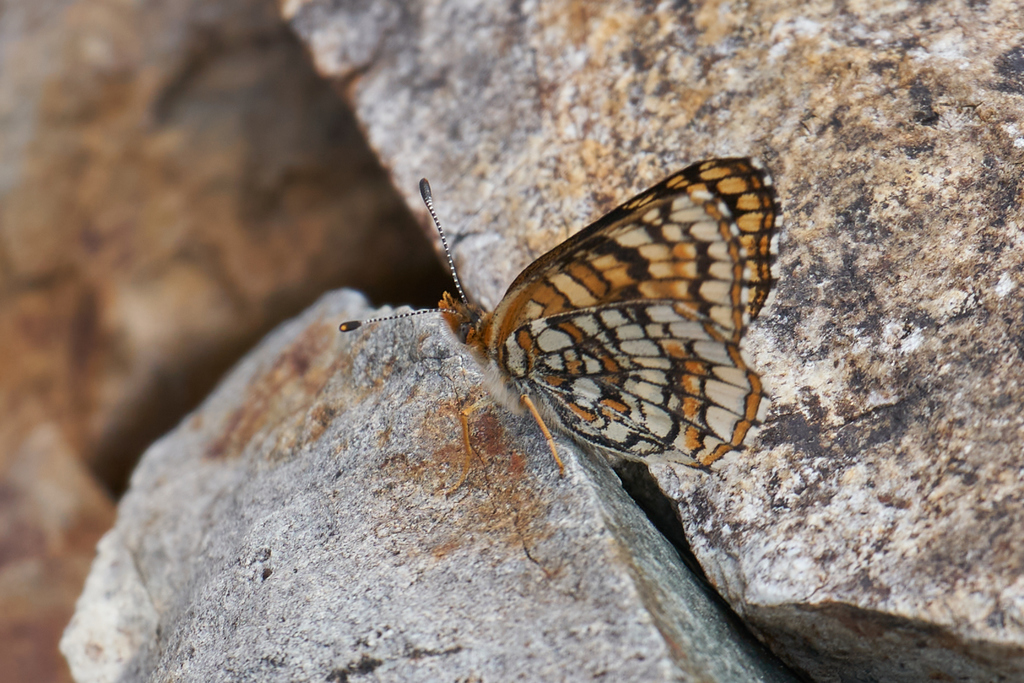 Sierra Nevada Checkerspot (Yosemite National Park Butterfly Guide 🦋 ...