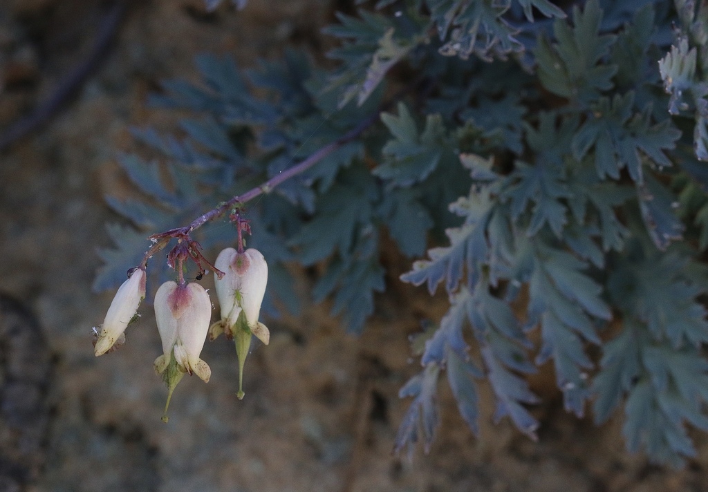 Oregon Bleeding Heart in July 2021 by Morgan Stickrod · iNaturalist