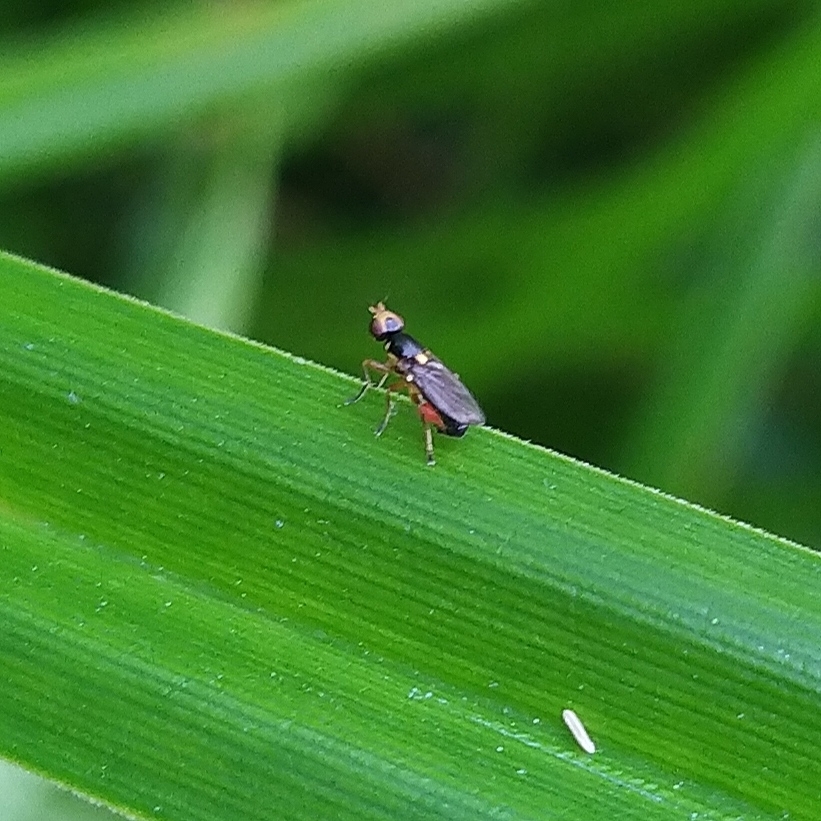 Cetema from Mytishchinskiy rayon, RU-MS, RU on July 13, 2021 at 05:58 ...