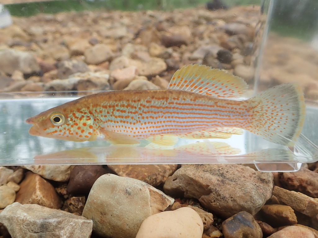 Northern Studfish (Fundulus catenatus) - Marine Life Identification