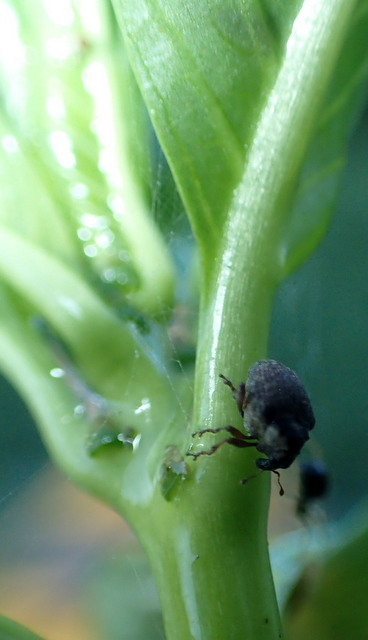 Minute Seed Weevils from Gadsden County, FL, USA on July 13, 2021 at 06 ...