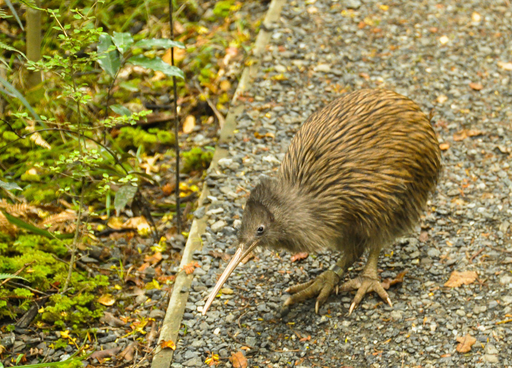 Stewart Island Brown Kiwi in March 2016 by Bill Fintel · iNaturalist