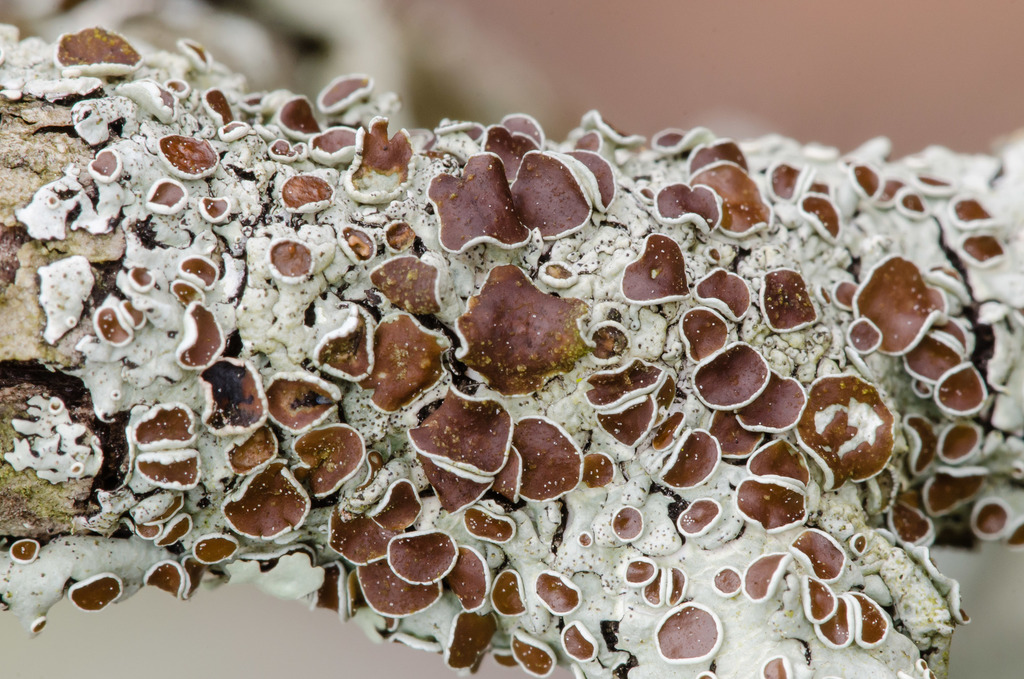 Smooth Eyelash Lichen from Richland County, SC, USA on February 4, 2013 ...