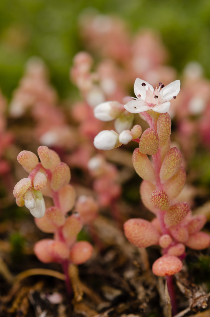 Puck's Orpine from Lancaster, South Carolina, United States on March 30 ...