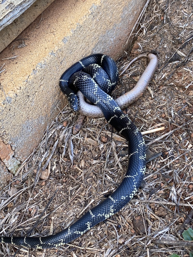 Eastern Kingsnake from Smokey Rd, Alto, GA, US on July 13, 2021 at 05: ...