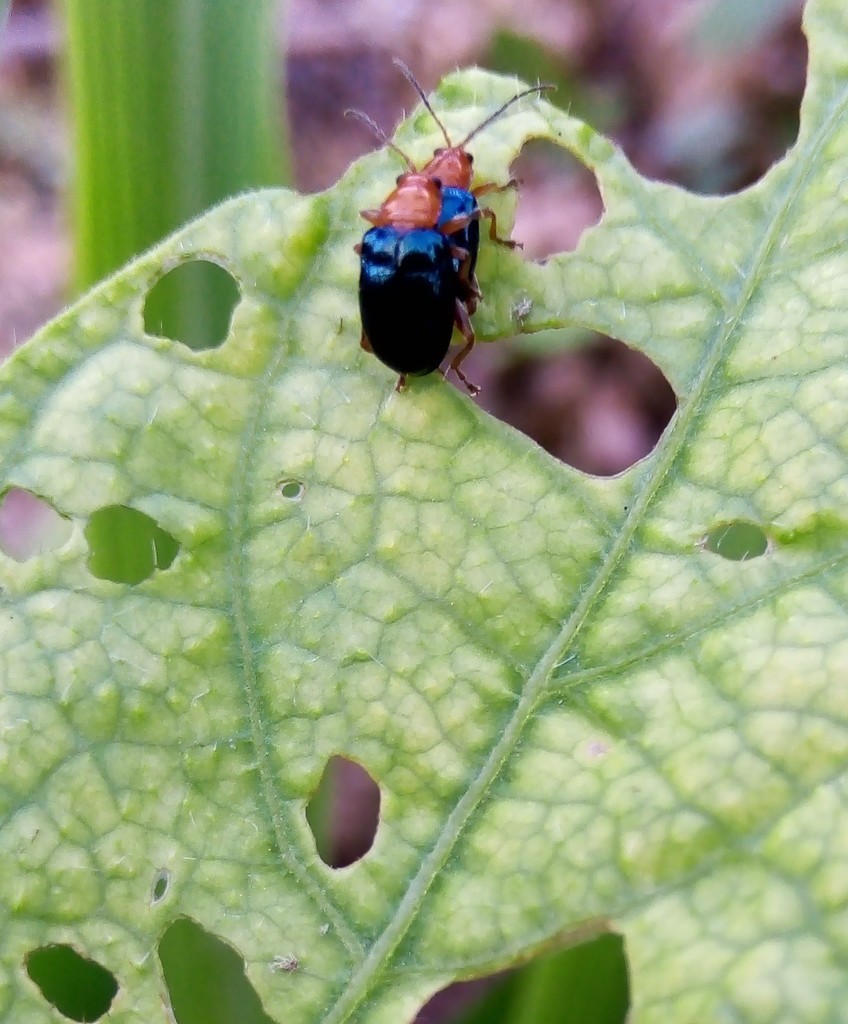 Flea Beetles from Chilapa de Álvarez, Gro., México on July 5, 2021 at ...