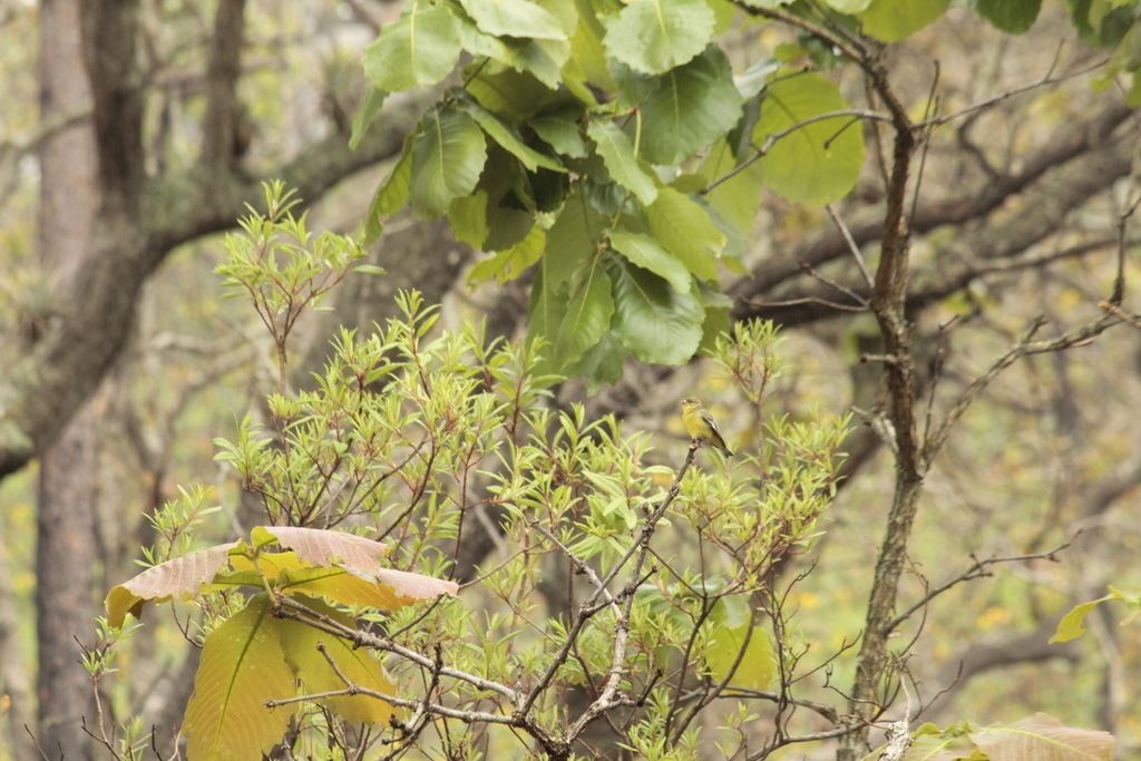 Lesser Goldfinch from La Yesca, Nay., México on June 30, 2021 at 08:33 ...