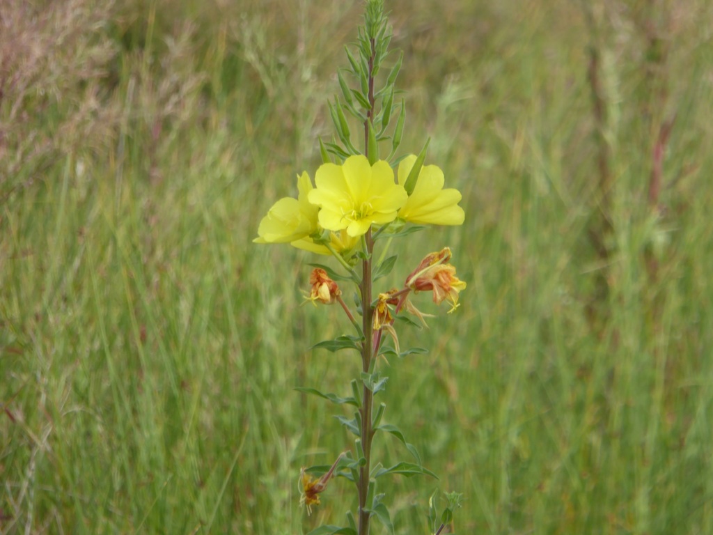 tall evening primrose from San Diego, California, United States on July ...
