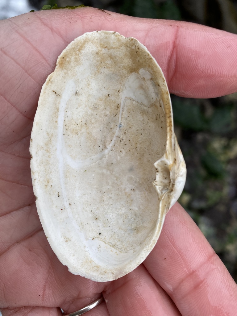 Pacific Gaper (China Cove Organisms) · iNaturalist