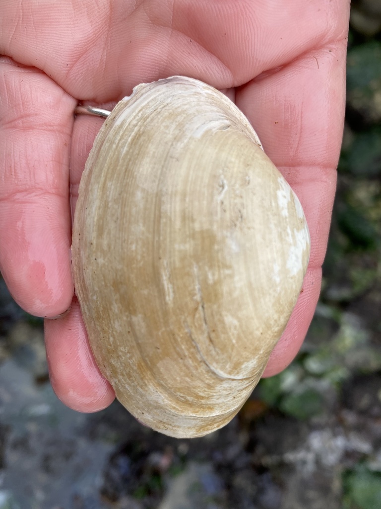 Pacific Gaper (China Cove Organisms) · iNaturalist