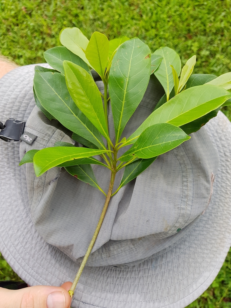 (Terminalia microcarpa) - Botanical Realm