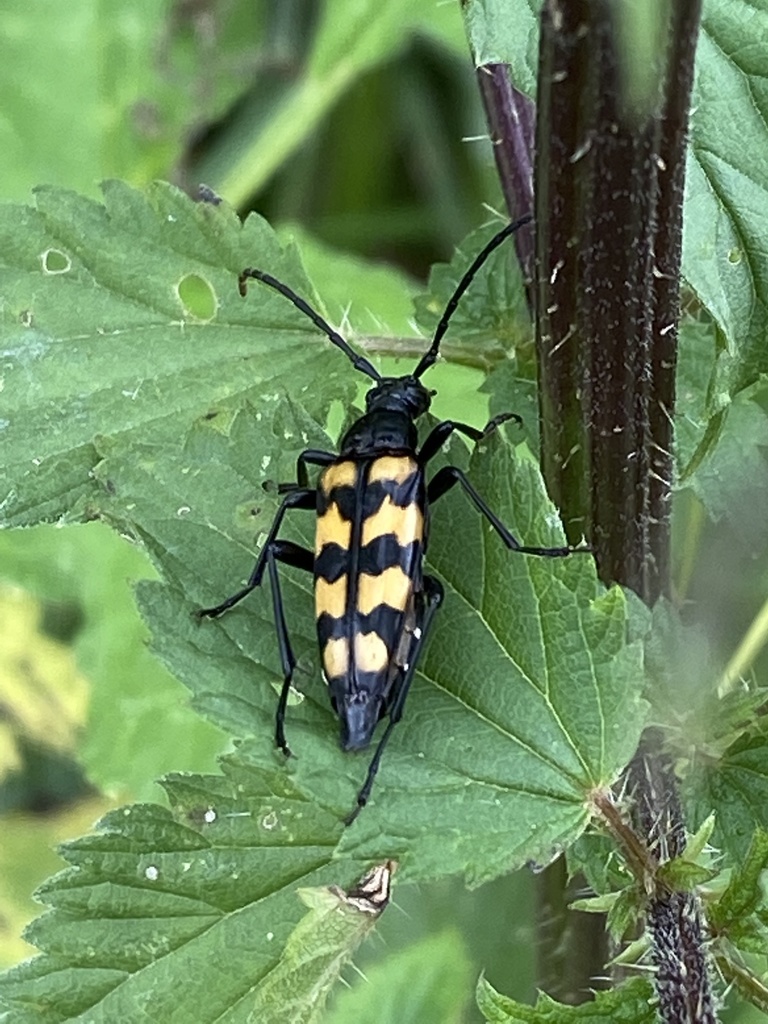 four-banded longhorn beetle from Papenboskant, Meise, Vlaams-Brabant ...