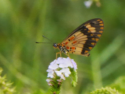 Falls Acraea (Lepidoptera of Botswana) · iNaturalist