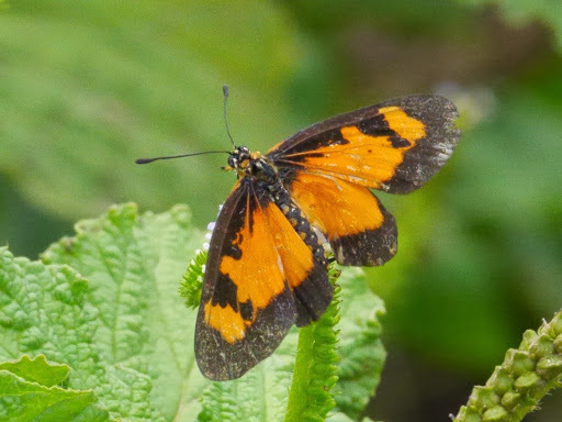 Falls Acraea (Lepidoptera of Botswana) · iNaturalist