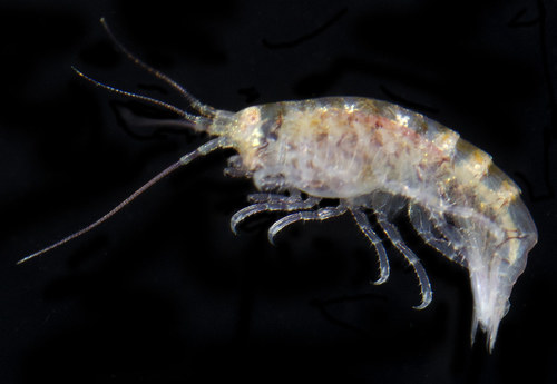 アゴナガヨコエビ (Pontogeneia rostrata)