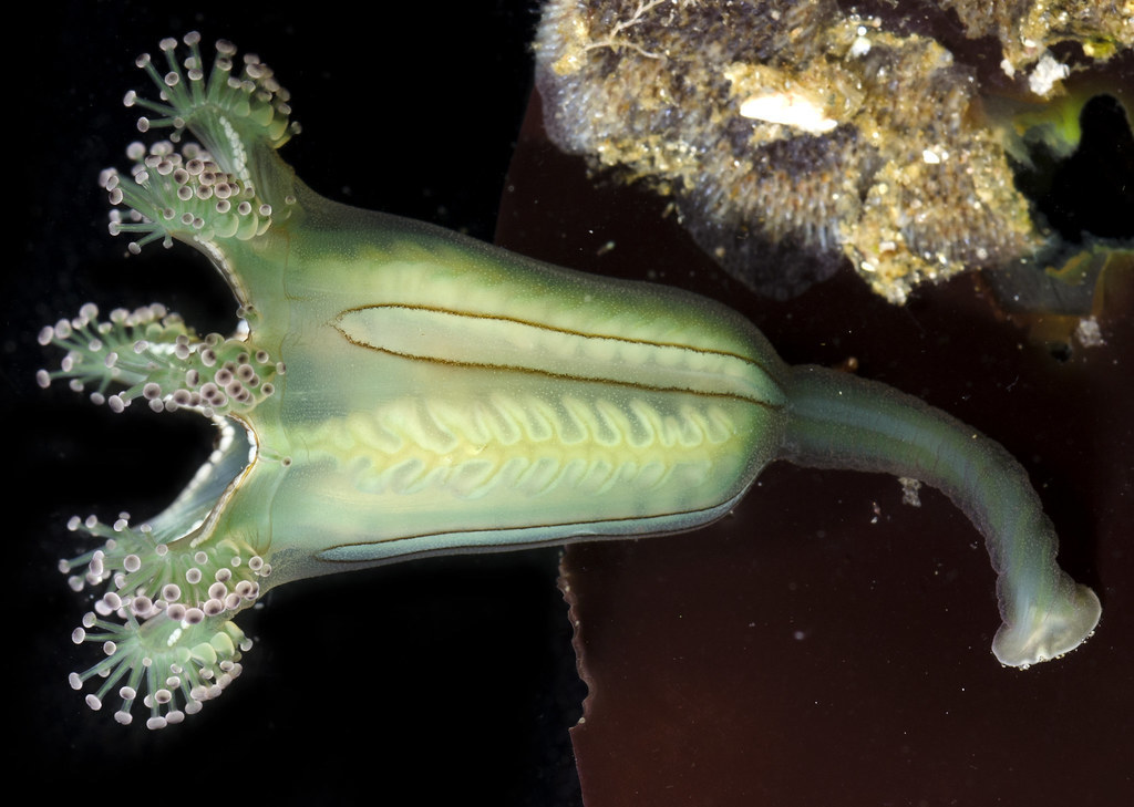 Manania handi from Choked Pass, North Pigu Island on August 4, 2017 by ...