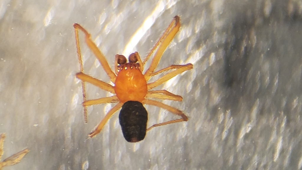 Rugathodes aurantius from Kitimat-Stikine B, BC, Canada on July 13 ...