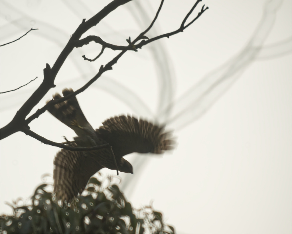Cooper's Hawk from Golden Gate Park, San Francisco, CA, USA on July 10 ...