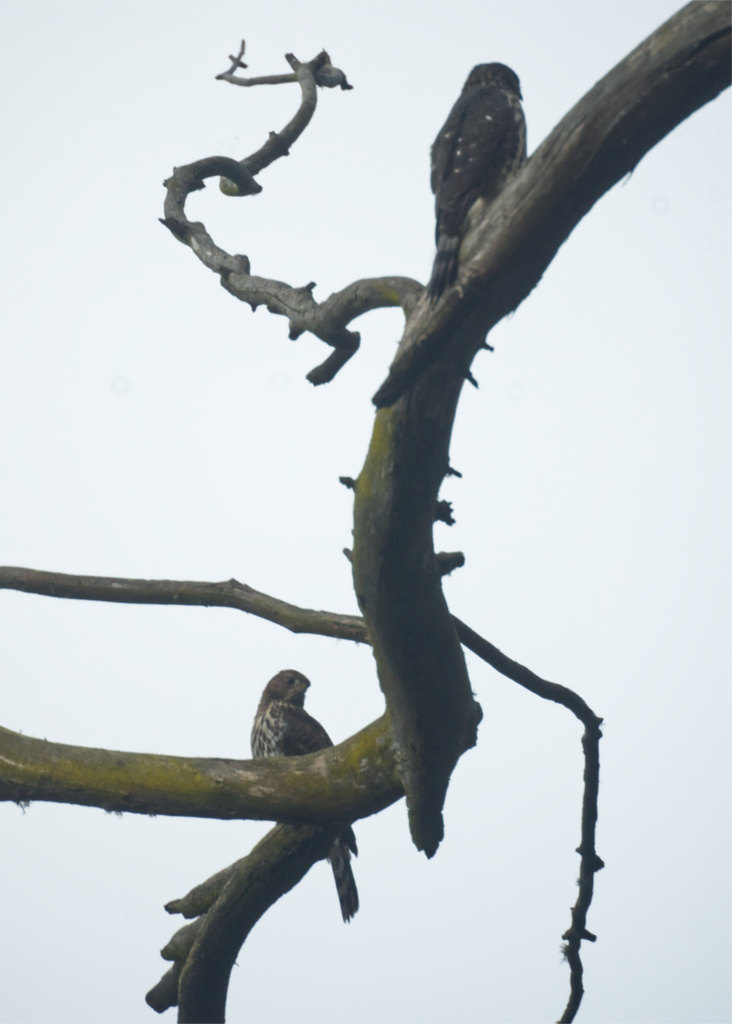 Cooper's Hawk from Golden Gate Park, San Francisco, CA, USA on July 10 ...