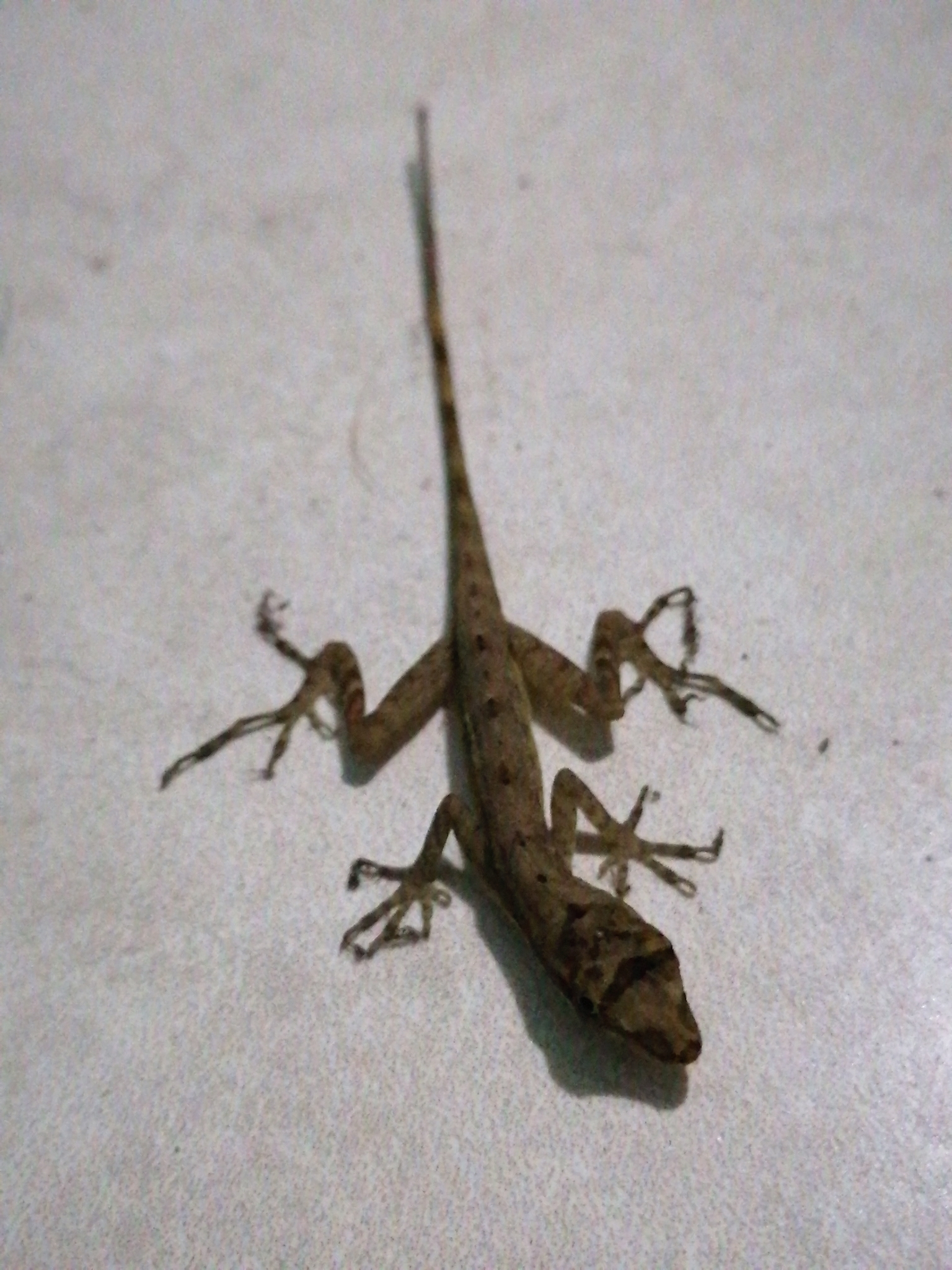 Anolis cobanensis Stuart, 1942