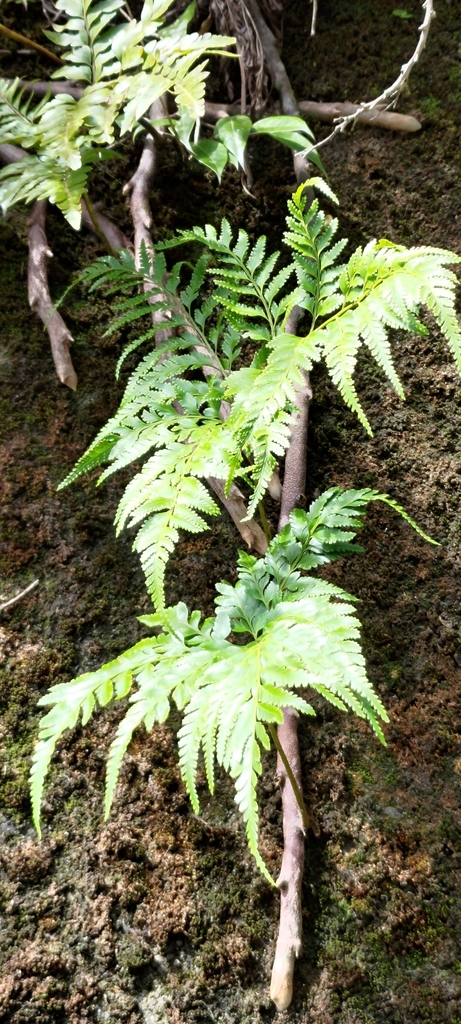 giant hare's foot fern from Pingtung, TW-TA, TW on July 14, 2021 at 10: ...