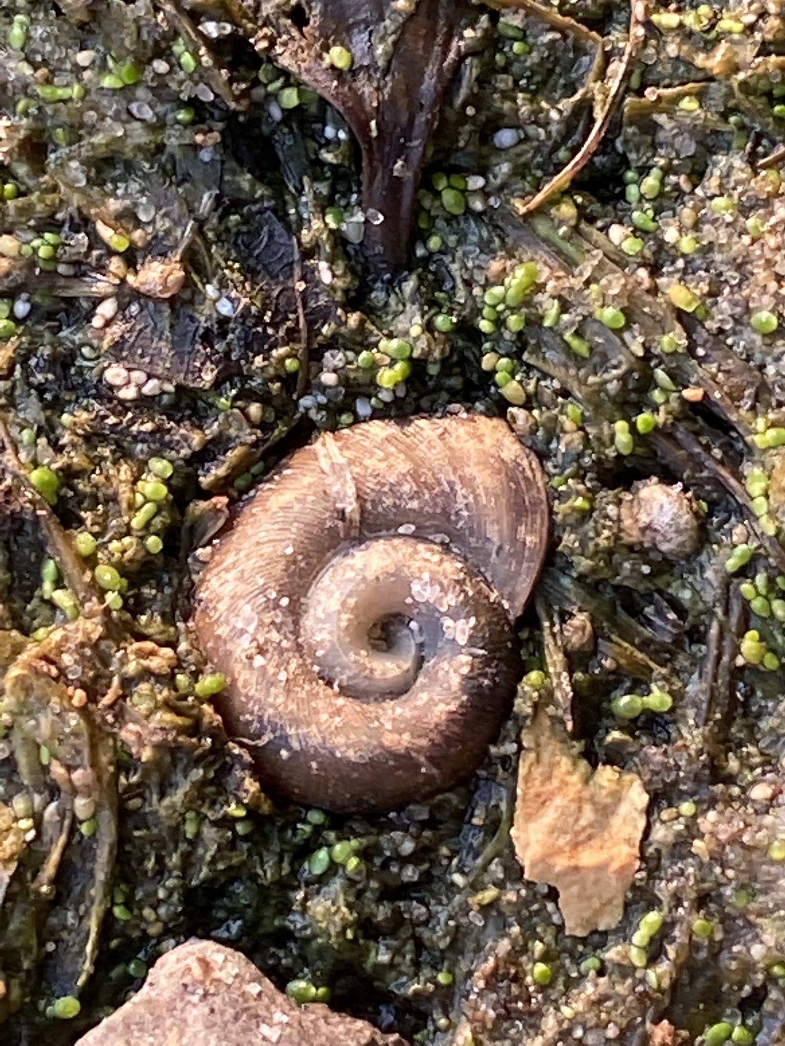 STRI Marine Portal Detailed Collection Record Information