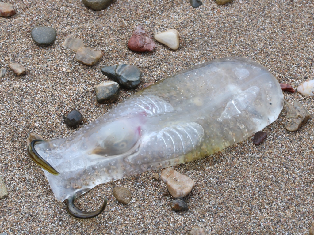 Twin-sailed Salp (Wildlife at Camp Emerald Bay) · iNaturalist