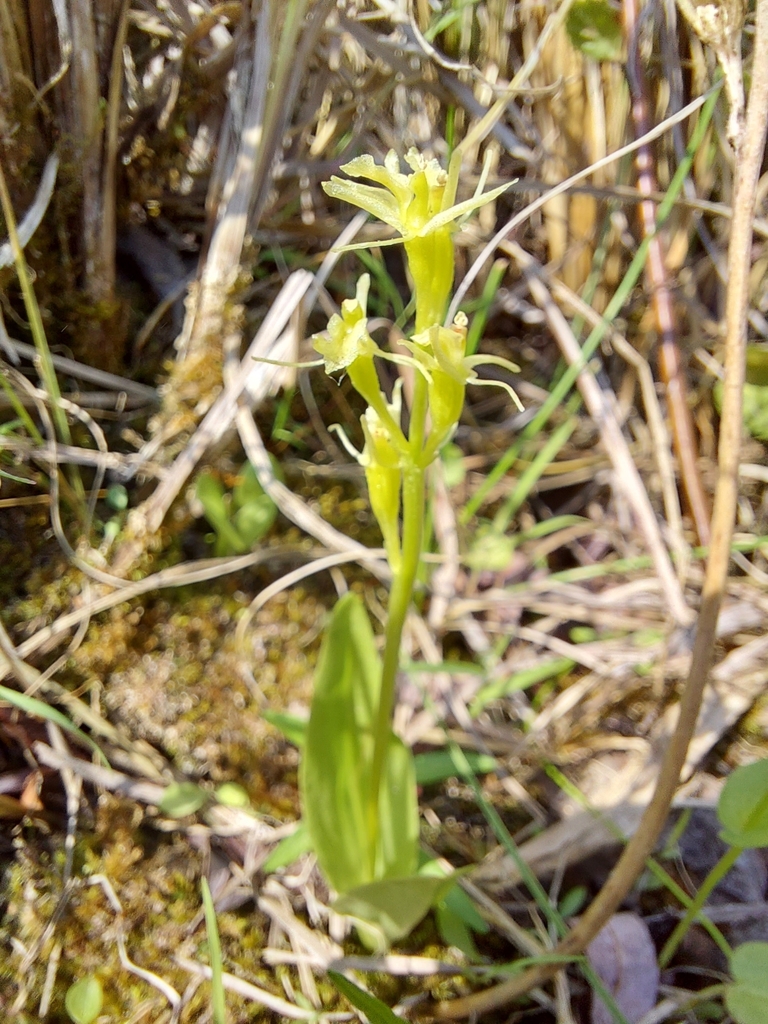 fen orchid in July 2021 by Sarah Vinge-Mazer · iNaturalist