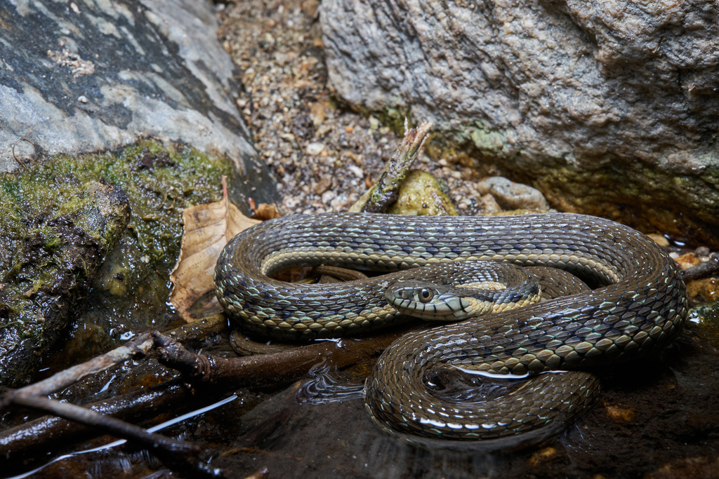 Two-striped Garter Snake in July 2021 by Grigory Heaton · iNaturalist