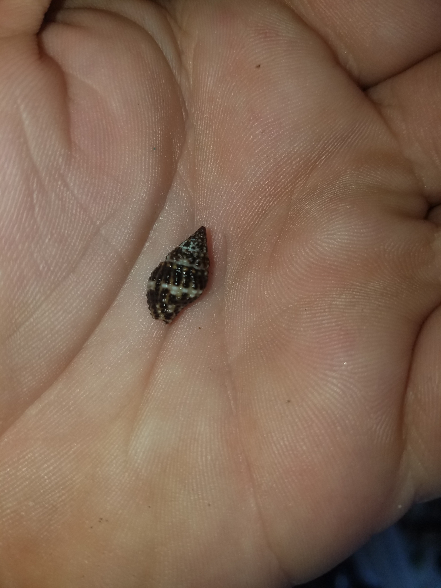 Engina armillata (Reeve, 1846)