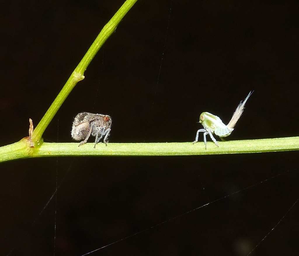 Issidae from River view north on March 14, 2018 at 06:24 PM by Sally ...