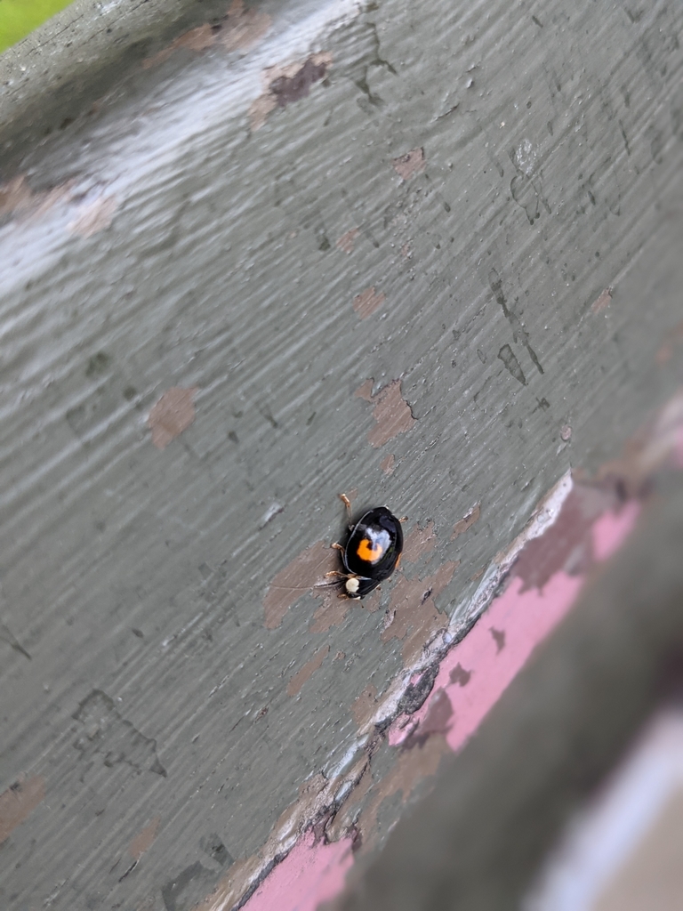 Asian Lady Beetle from Castle drive, Tamworth B79 7ND, UK on July 13 ...