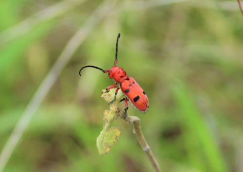 (Tetraopes subfasciatus)