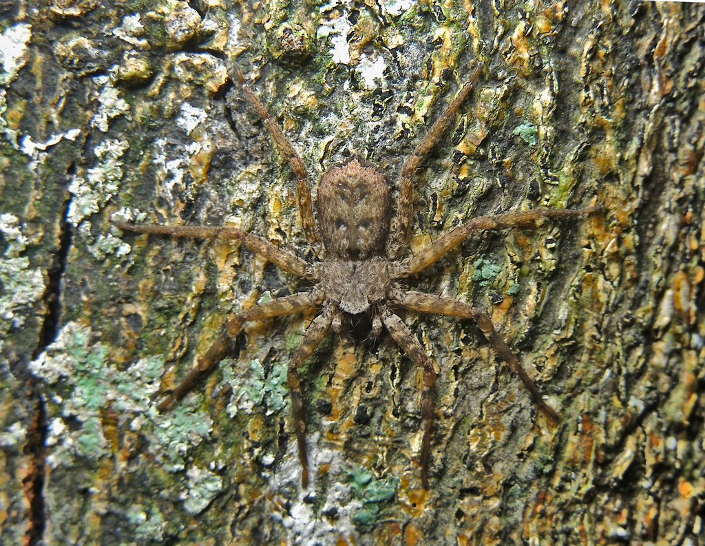 Crescent-eyed Spiders from Purires, San José, Atenas, Costa Rica on ...