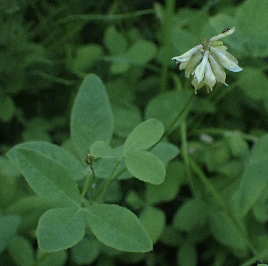 Howell's clover in July 2021 by Morgan Stickrod · iNaturalist