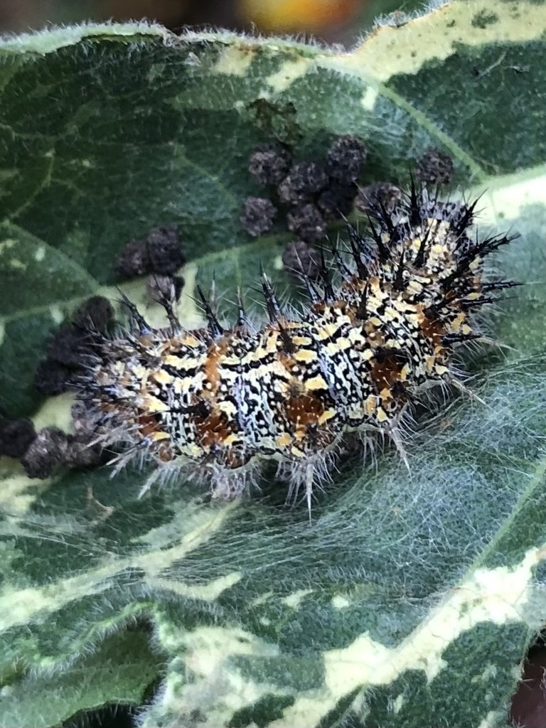 West Coast Lady from Anza St, San Francisco, CA, US on July 13, 2021 at ...