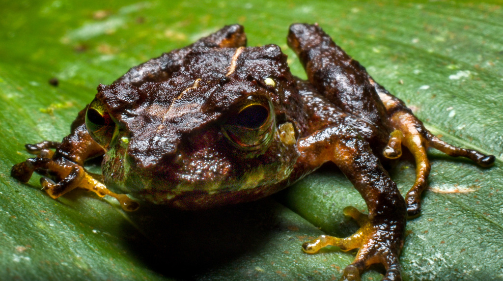 Volcano Robber Frog from Jardín, Antioquia, Colombia on July 11, 2021 ...