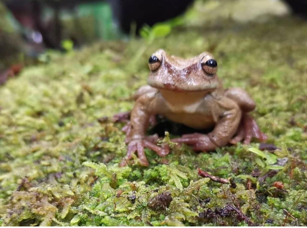 Hartweg's Spikethumb Frog in June 2021 by mareneeaqueche2003 · iNaturalist