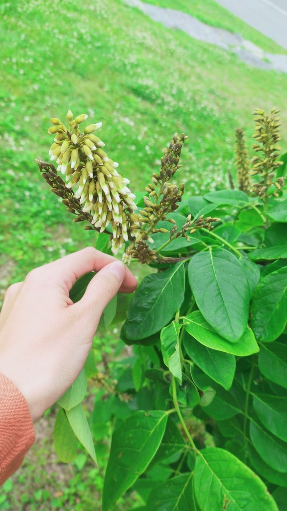 amur maackia (Maackia amurensis) - Botanical Realm