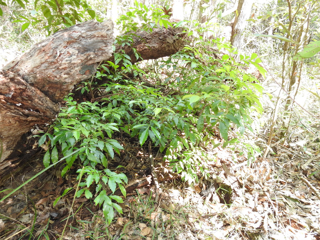scentless rosewood from Tuan Forest QLD 4650, Australia on July 14 ...