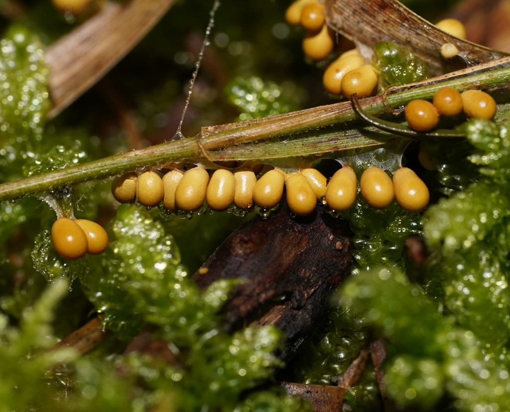 insect-egg slime from Black Flat, Warrandyte VIC AU on July 08, 2021 at ...