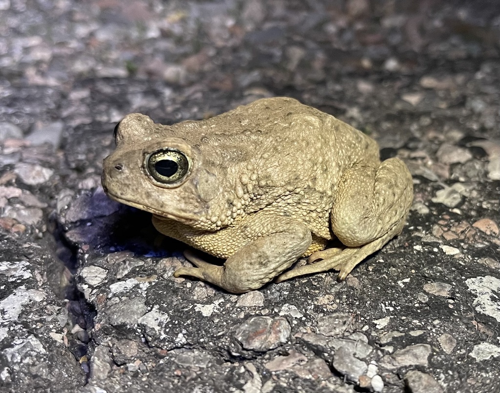 Arizona Toad in July 2021 by Bryan Box · iNaturalist