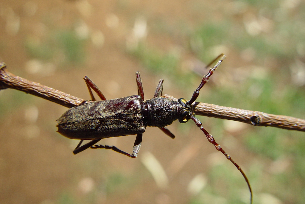 Pachydissus sericus from Kalbarri WA 6536, Australia on March 2, 2003 ...