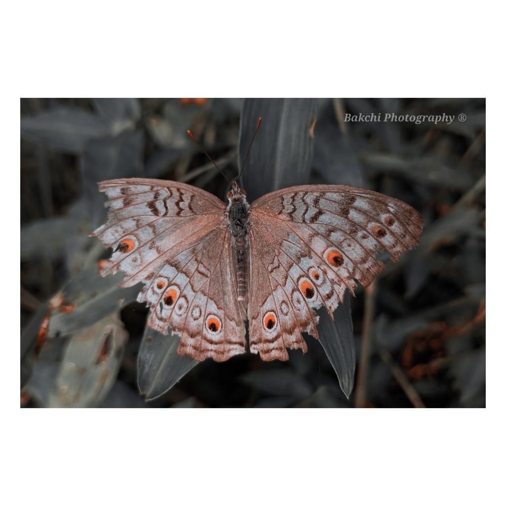 Grey Pansy from Barkoli Range, Uttarakhand, India on October 3, 2020 at 08:05 AM by Bikkee ...