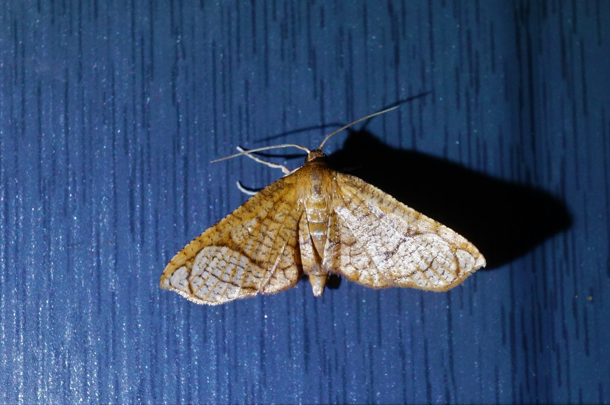 Rhodoneura Guenée, 1858