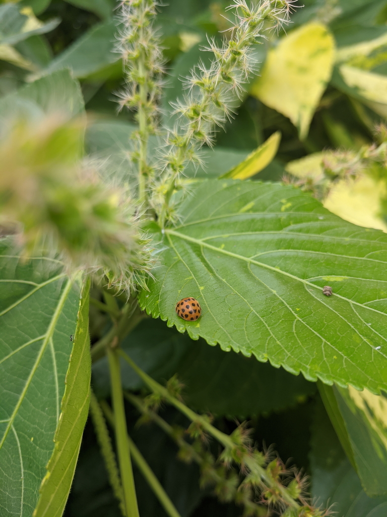 Hadda Beetle from Cairns QLD, Australia on July 14, 2021 at 01:47 PM by ...