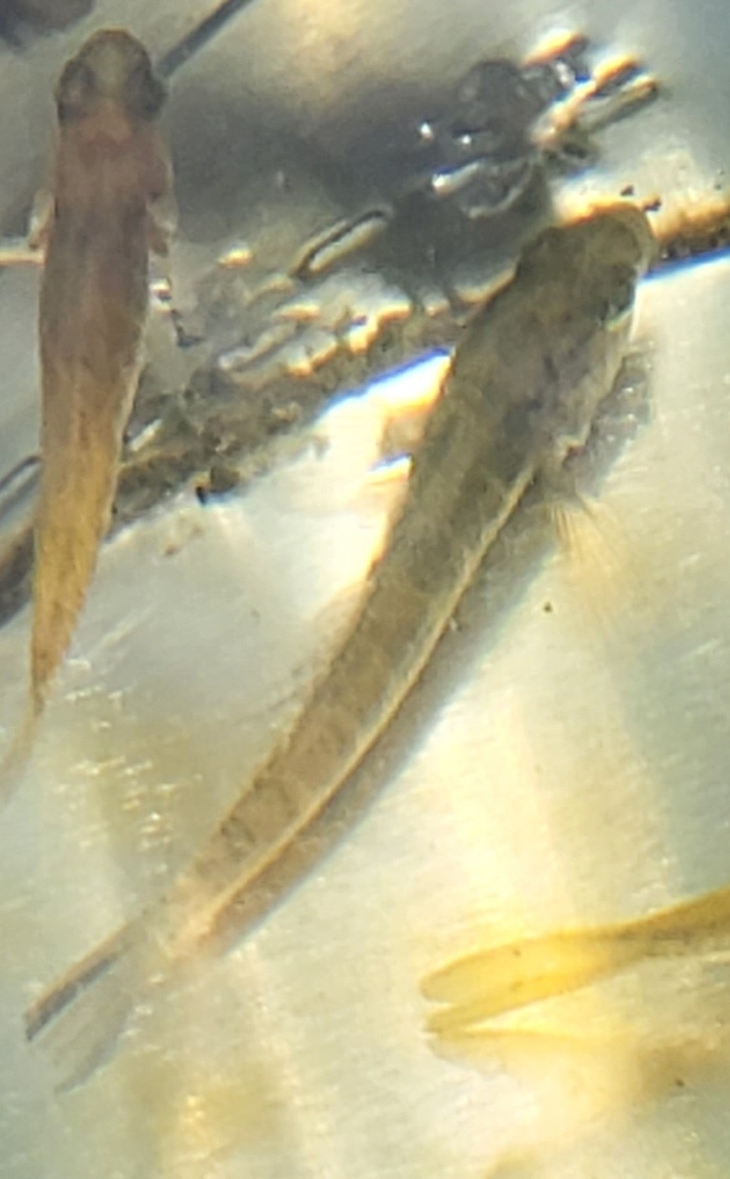 Micropercops swinhonis (Günther, 1873)